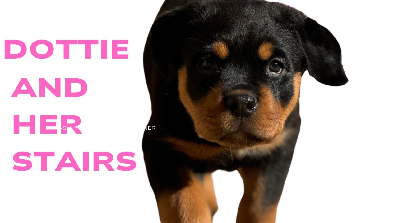 Dottie Is Still Overcomimg Her Stairs Fear And It’s So Cute # ...