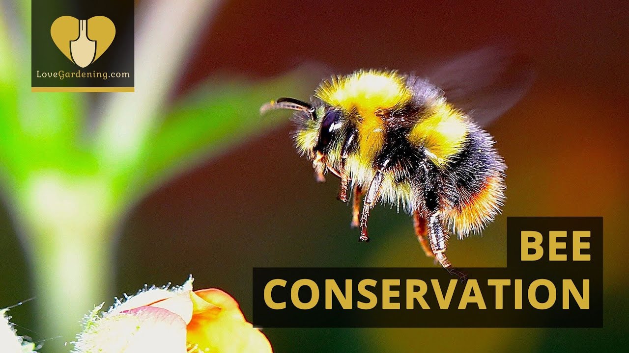 Bee Conservation - YouTube