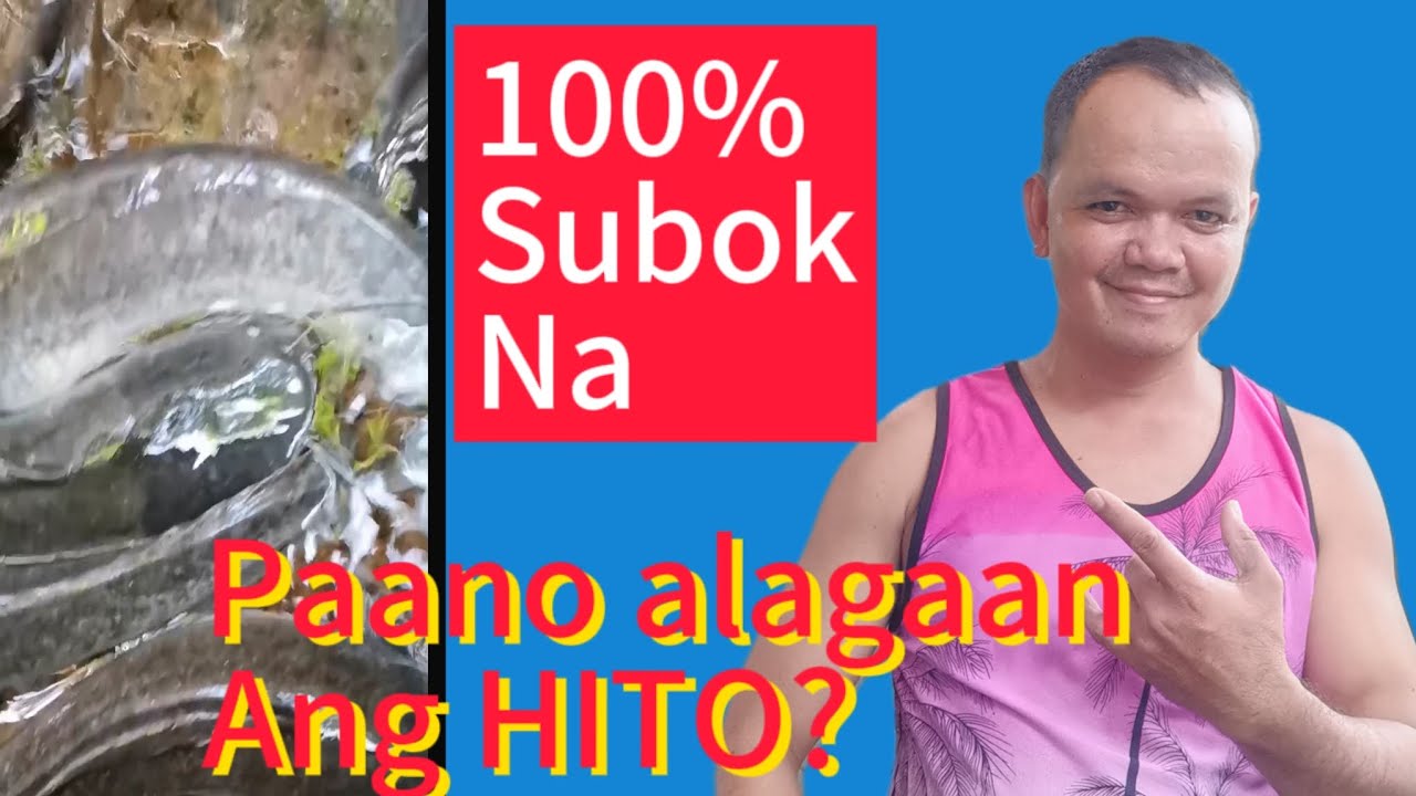 Paano alagaan ang Hito? step by step #hitofarming #aquaculture #catfish ...