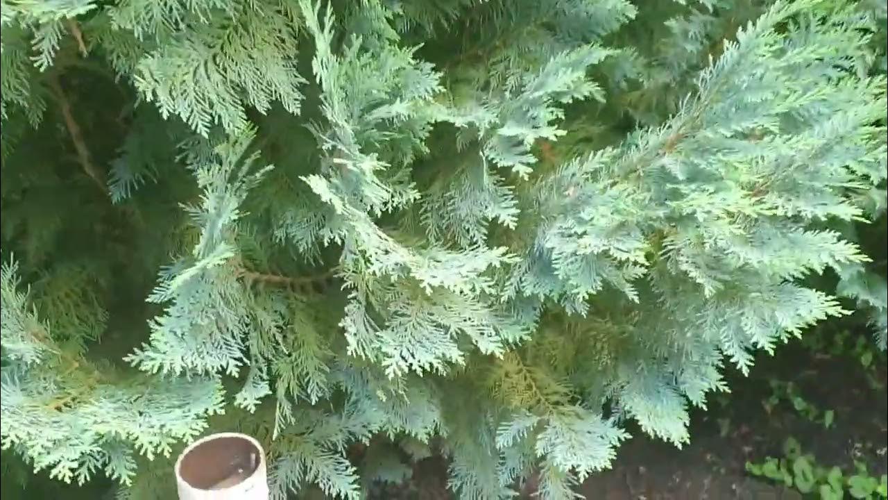 Красивые Кипарисы - YouTube