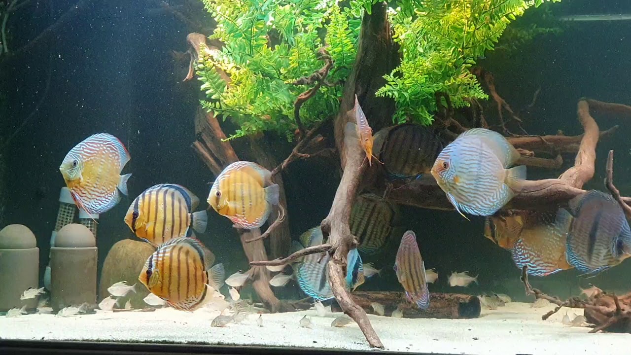 Wild Discus Tank 1120 L - YouTube