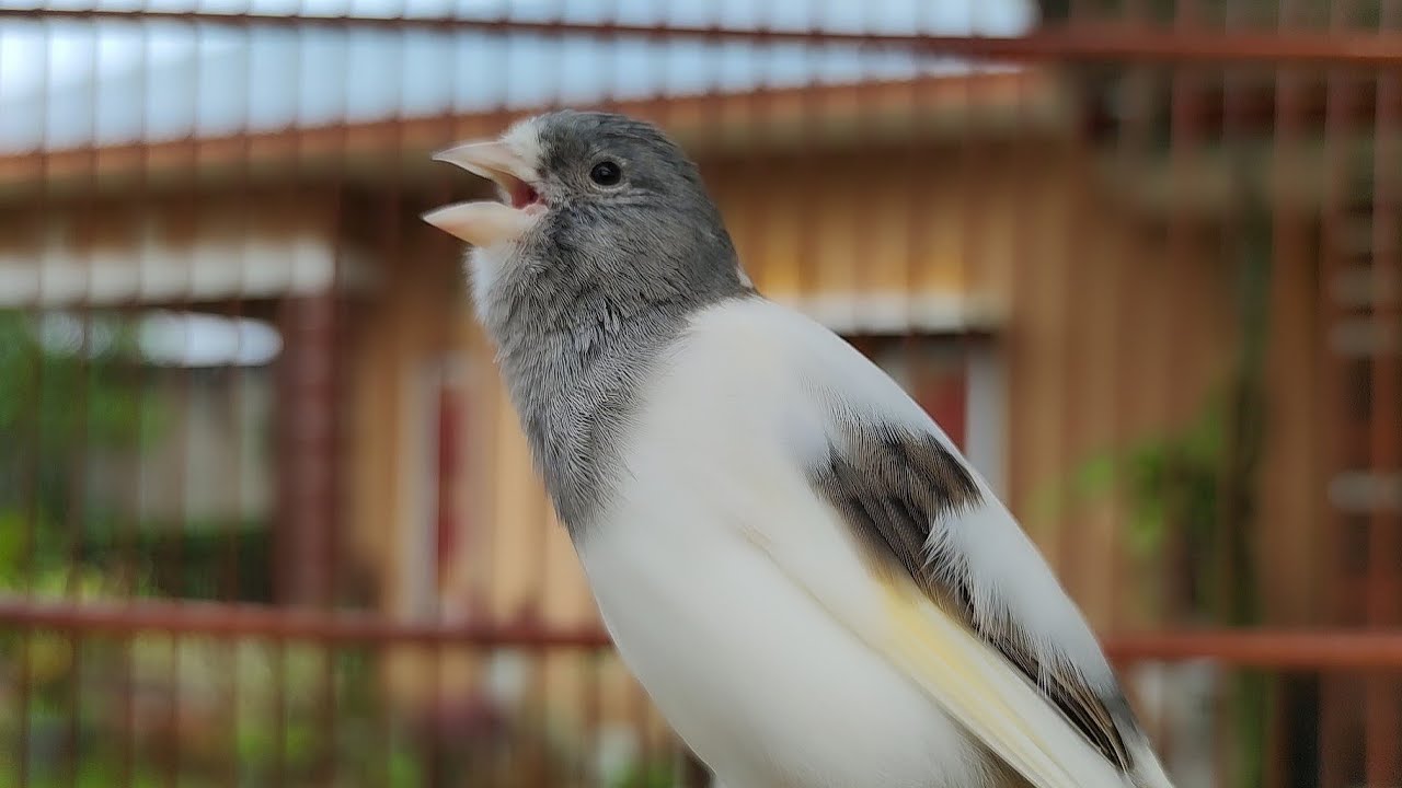Kicau KENARI PANDA Gacor Cuit Cuit NgeROL NEMBAK | Masteran & Pancingan ...