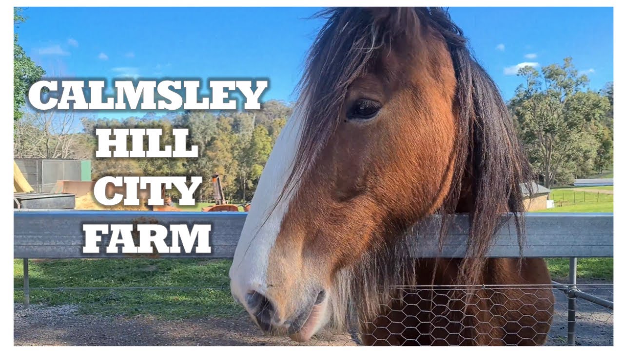Calmsley Hill City Farm | FAMILY FUN ADVENTURE - YouTube