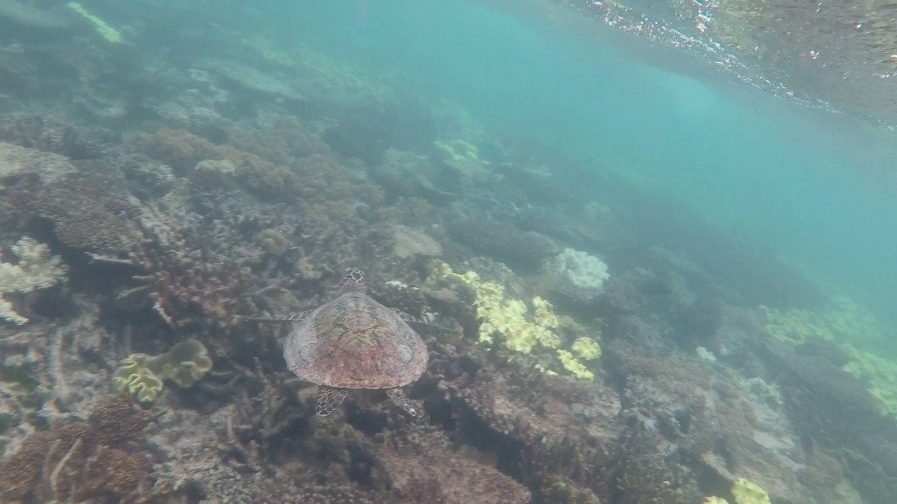 Moore's Reef Turtle - YouTube