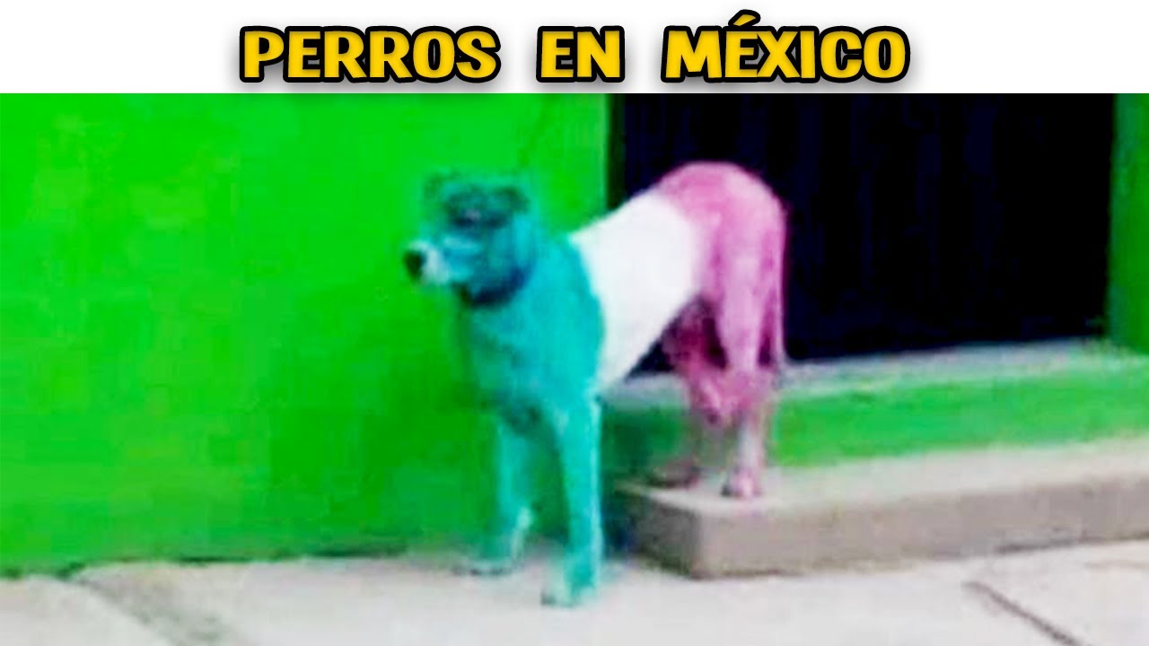 Memes Viejitos #84 - PERROS EN MÉXICO - YouTube