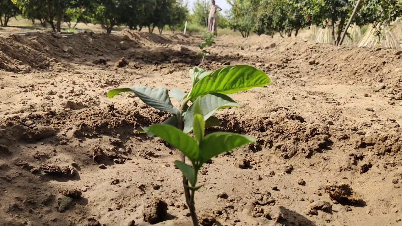 Organic_Red_Jamfal||Soni Agriculture - YouTube