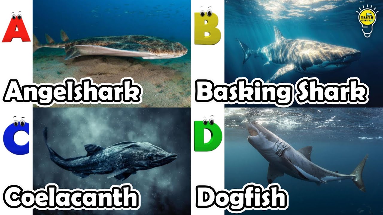 ABC phonics animals | ABC Sea Animals song | Alphabets Kids Song # ...