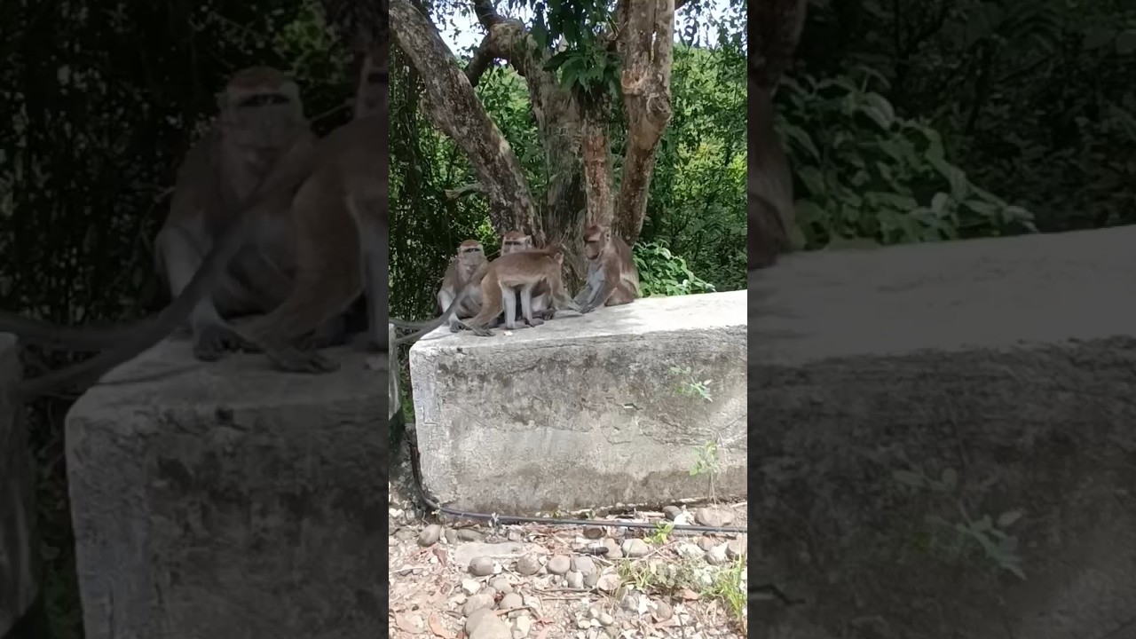 One Legged Monkey #short #viral #viralshort #youtubeshorts #shortvedios ...