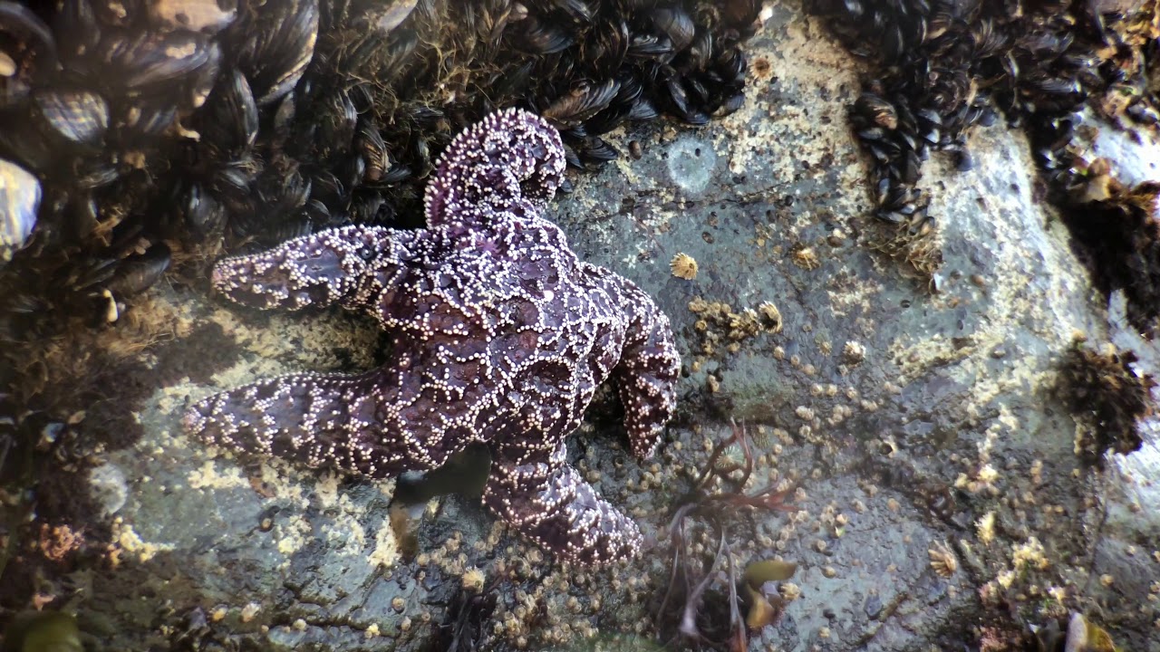 Tidepools at Shell Beach Bodega Bay California. - YouTube
