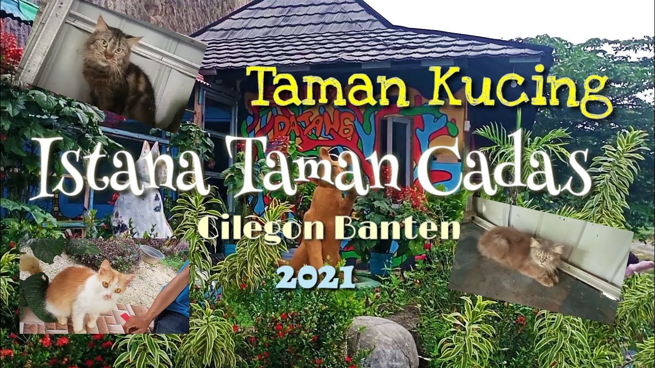 Taman Kucing || Istana Taman Cadas Cilegon || Banten - YouTube