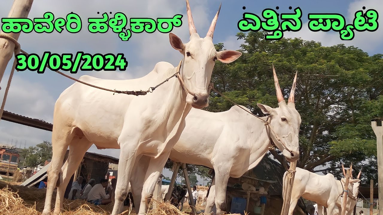 Haveri Hallikar Bulls Market ||| ಹಾವೇರಿ ಹಳ್ಳಿಕಾರ್ ಎತ್ತಿನ ಪ್ಯಾಟಿ ...