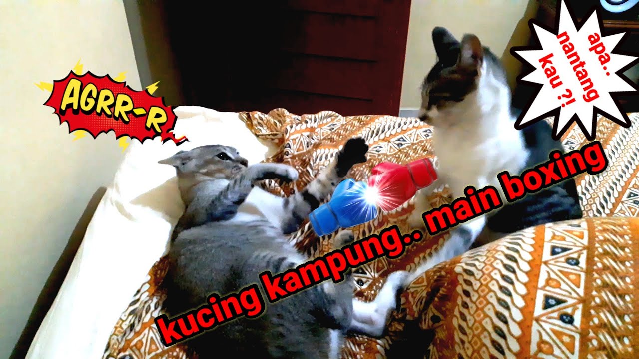 Tutorial main boxing ala kucing kampoeng🙀 - YouTube