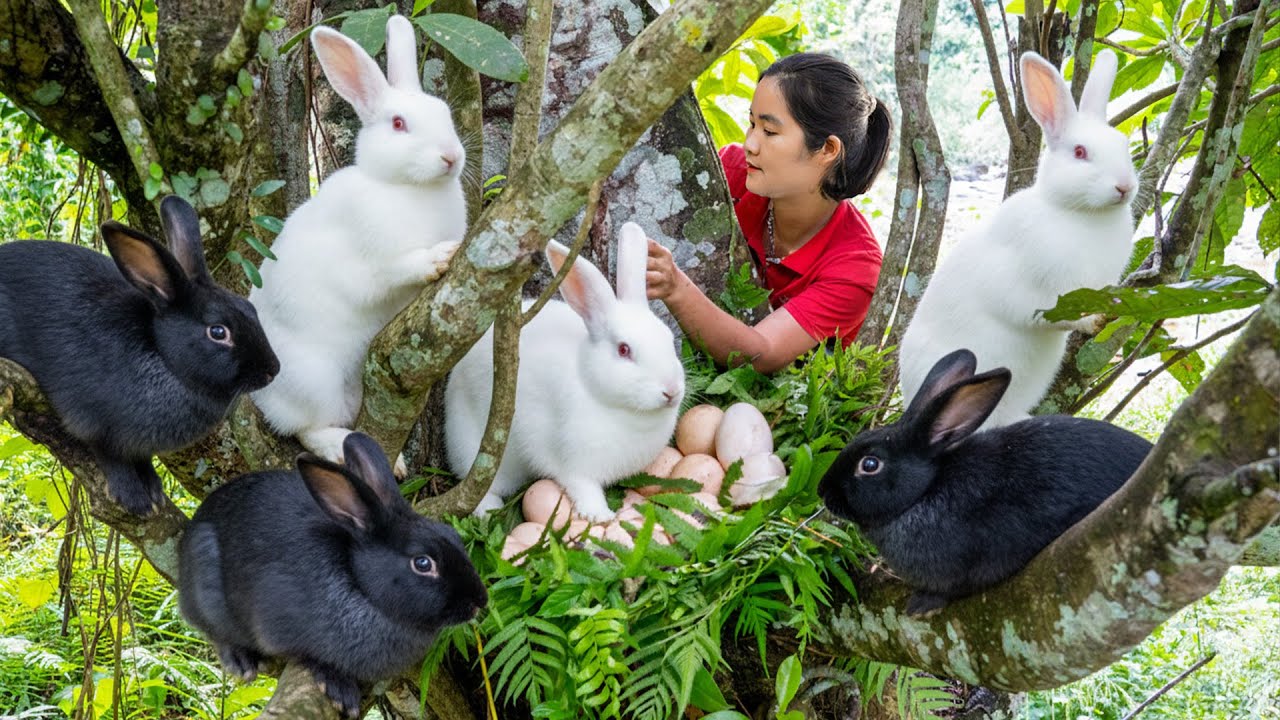 Harvesting Wild Big Rabbit and Collect Eggs in the Forest - Go to ...