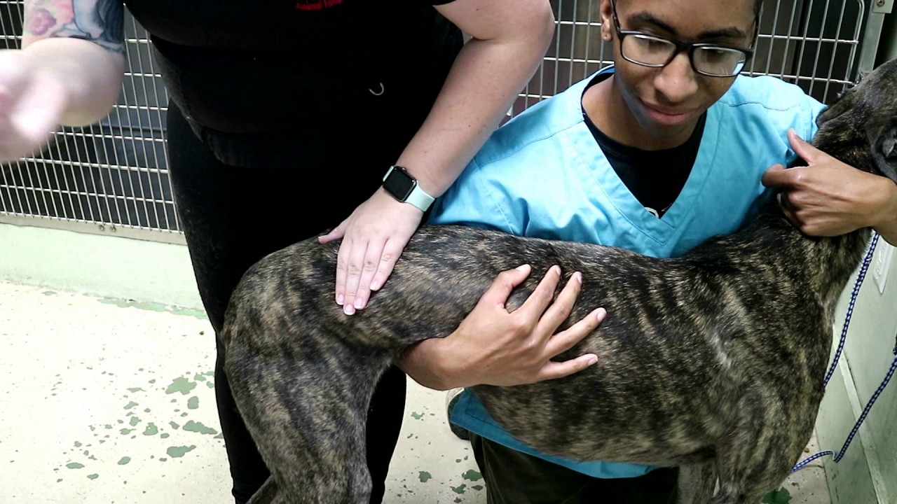 Skill 10 Administer a subcutaneous injection to a dog or cat - YouTube