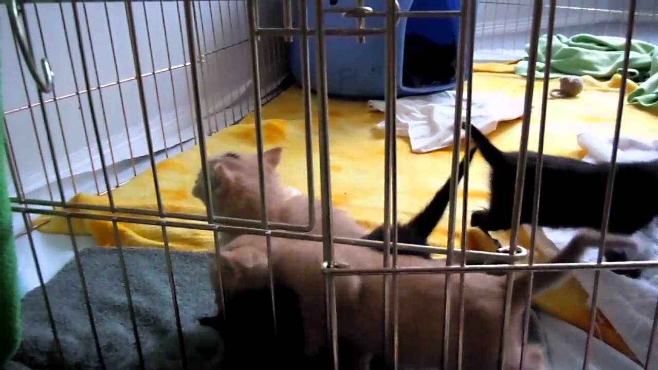 Rescue a life - YouTube