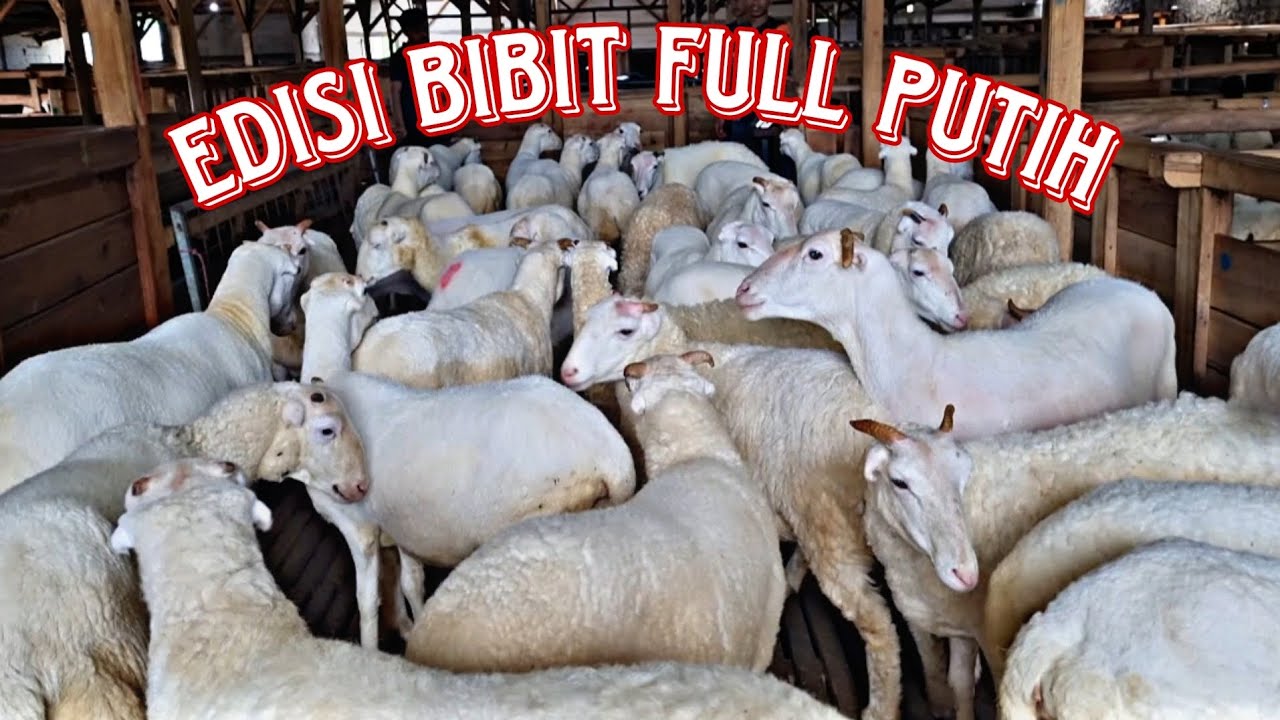 bibit domba garut full putih - YouTube