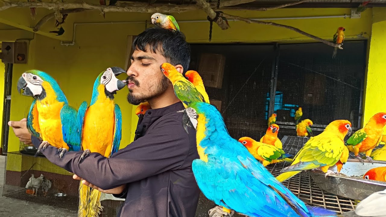 macaw parrot information video in Hindi/blue and gold macaw information video/macaw breeding ...