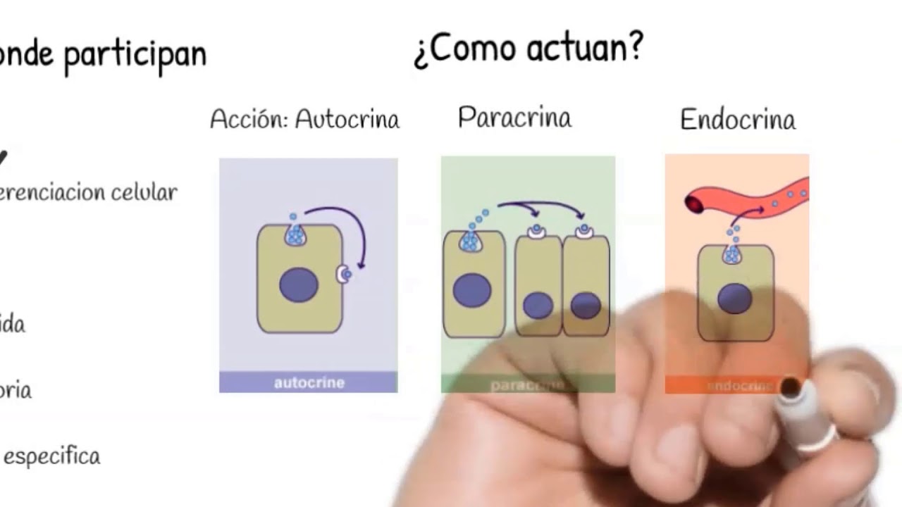 Citocinas [Inmunología #2] - YouTube