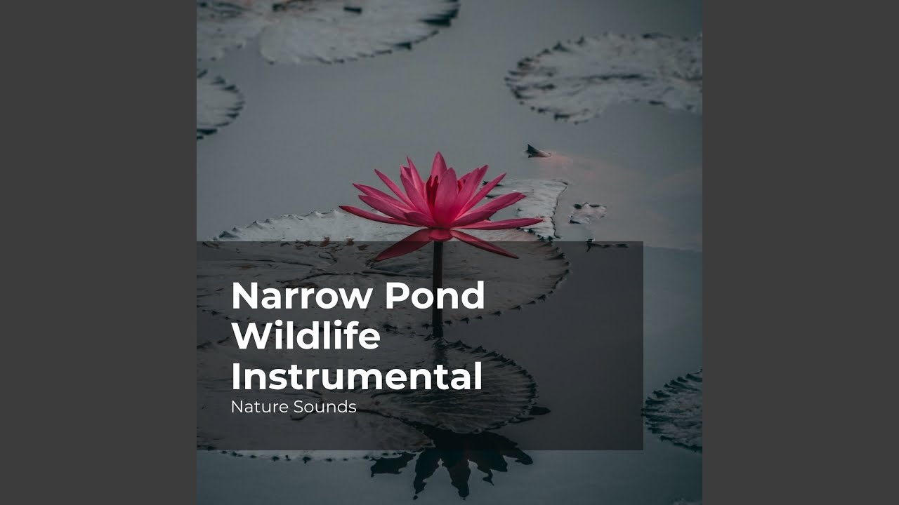 Wild Animals in Chorus - YouTube
