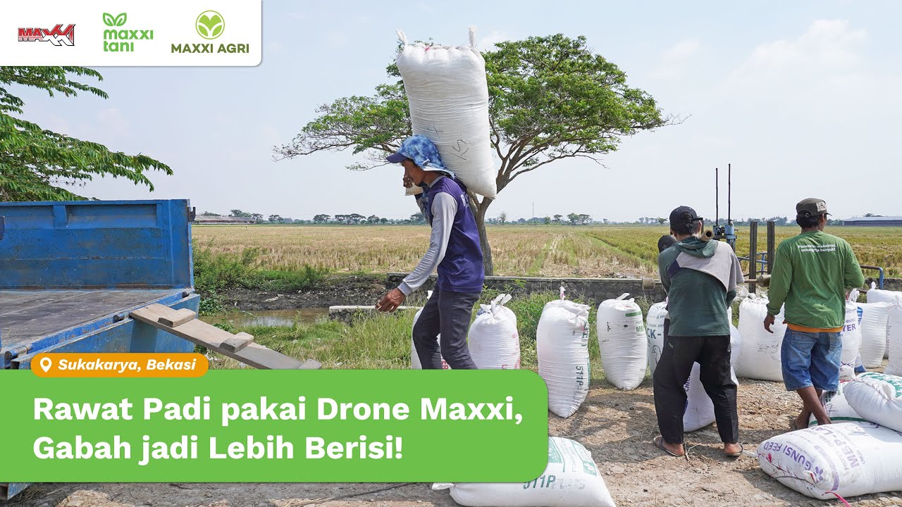 Maxxi Tani - Rawat Padi pakai Drone Maxxi, Gabah jadi Lebih Berisi! | 📍 ...