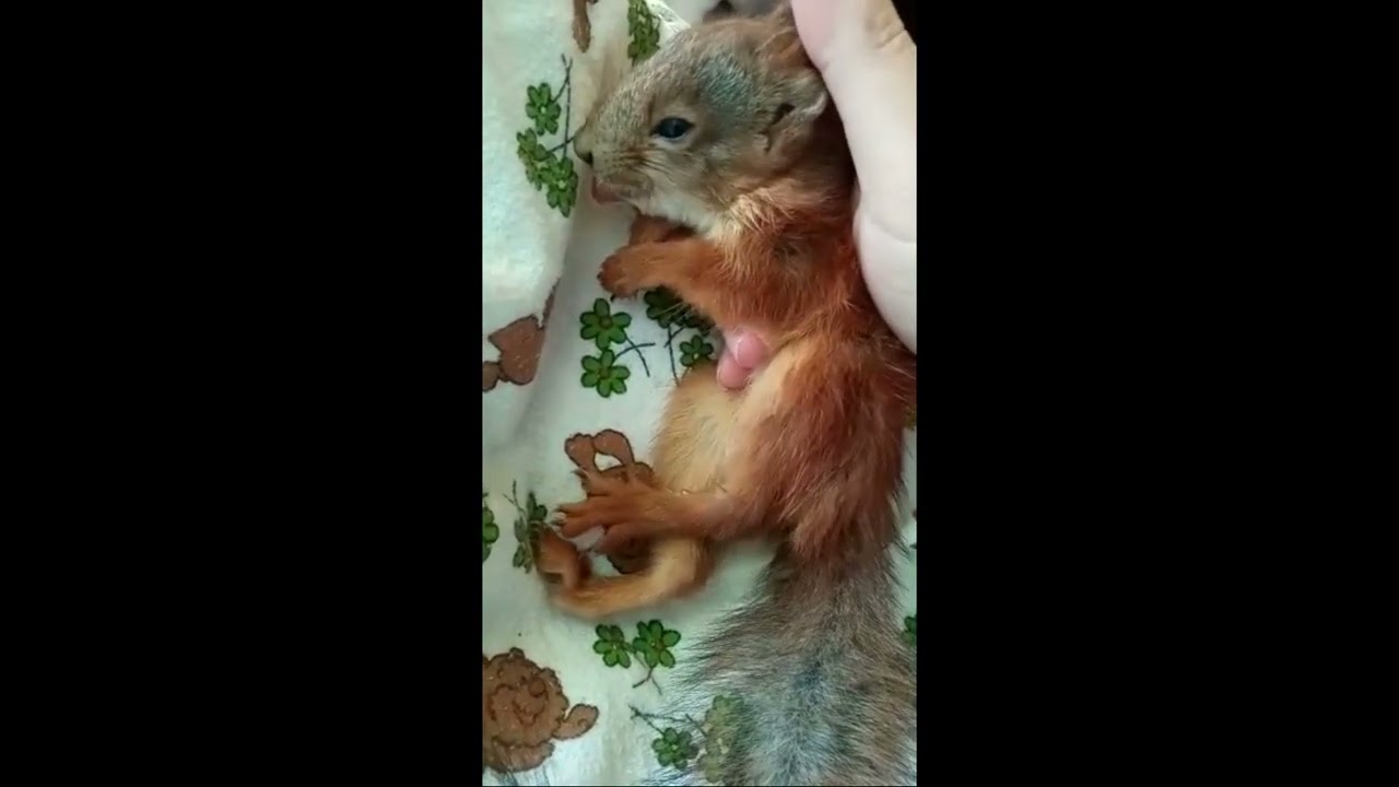 Squirrel with traumatic brain injury / Белка с черепно мозговой травмой ...