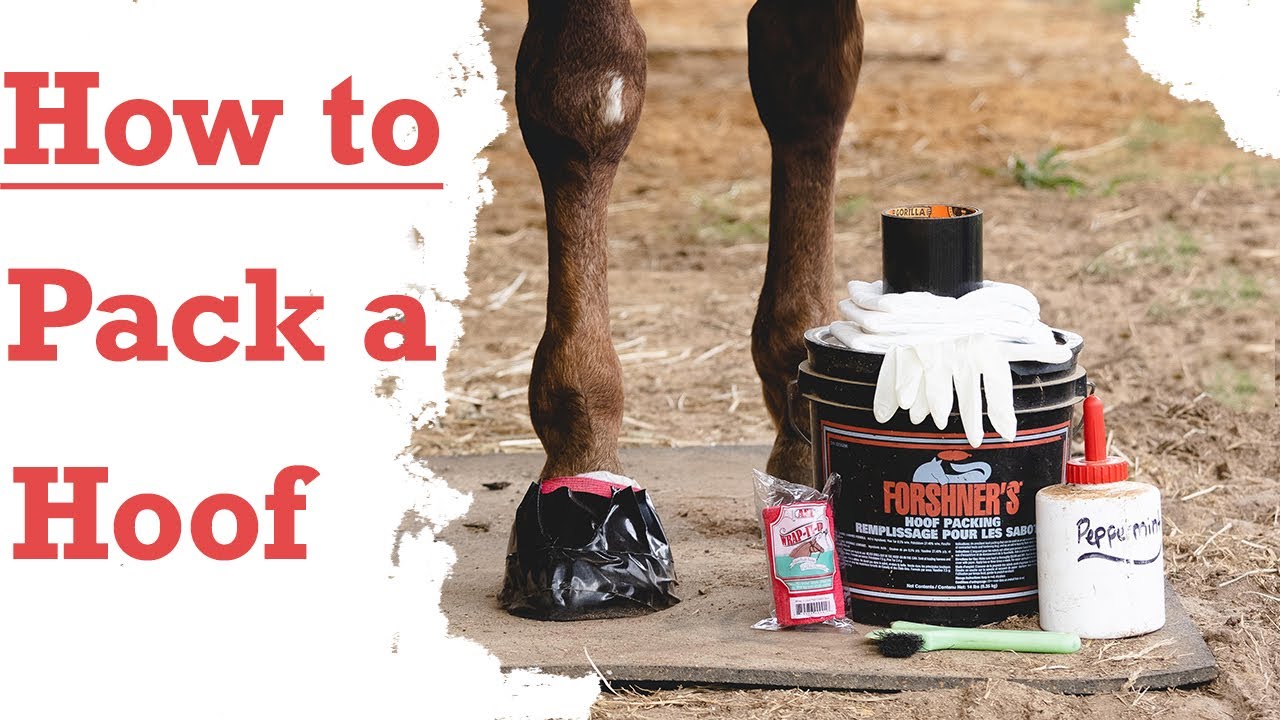 How to Pack a Hoof - YouTube