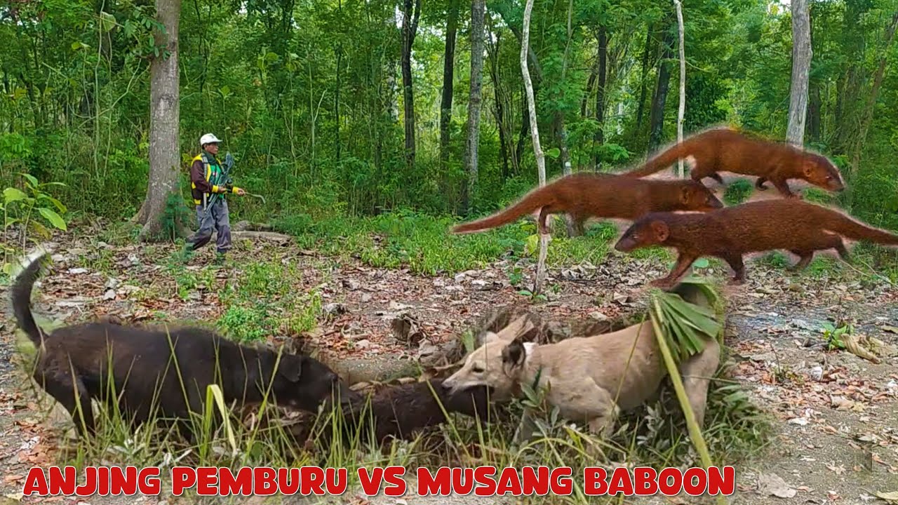 HUNTING MUSANG DAN BIAWAK DI KAMPUNG #shorts #video #reels #animals # ...