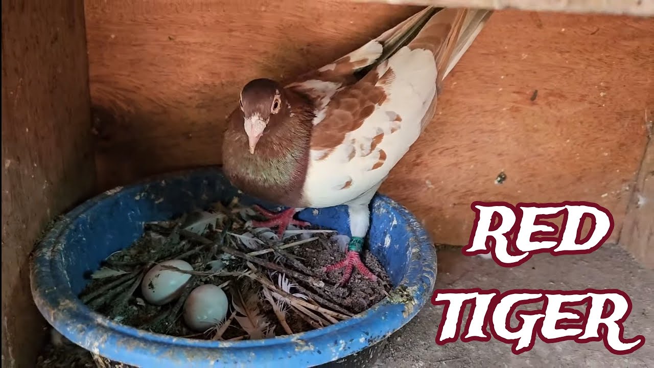 COLONY BREEDING SYSTEM FOR MY RARE OFF COLOR PIGEONS - YouTube