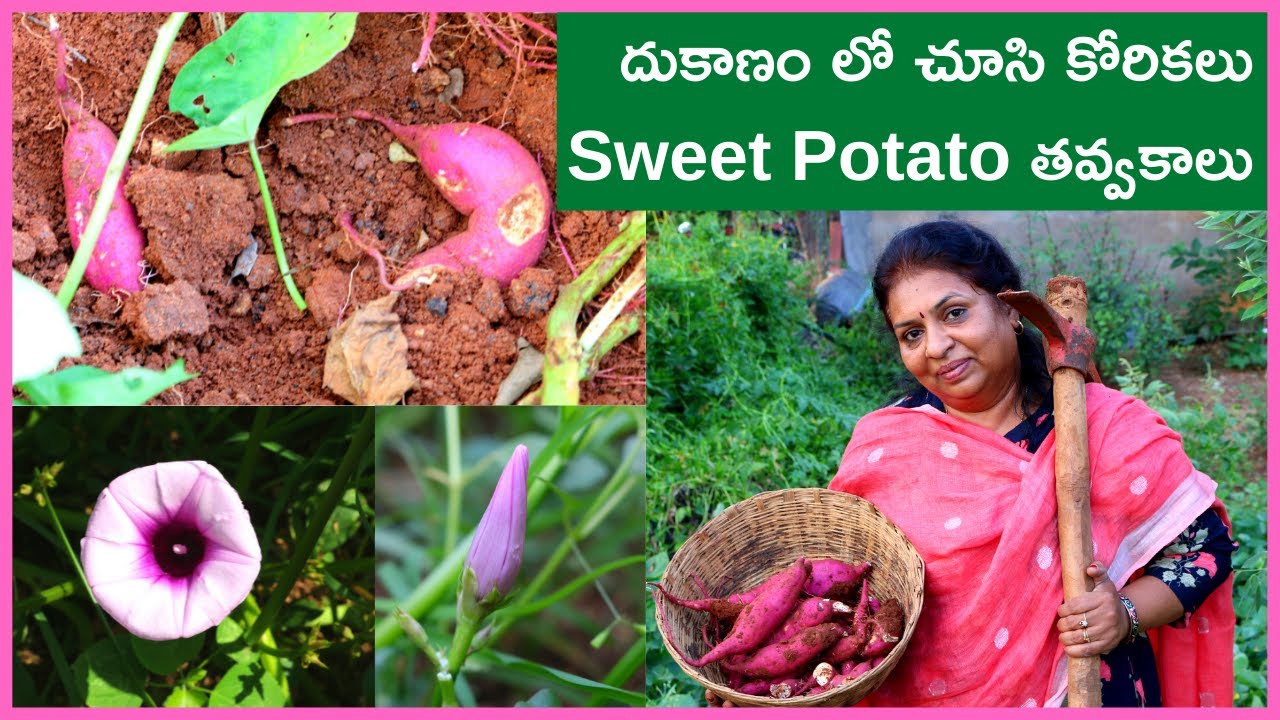 Sweet Potato Harvesting/Natural healthy food/Moram gadda/ Rathnapuri ...