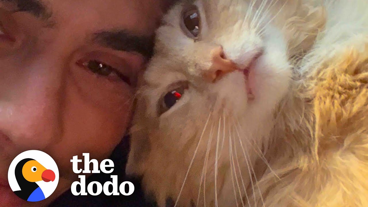 Guy a acheté une grange et découvre qu'elle est accompagnée d'un chat ...