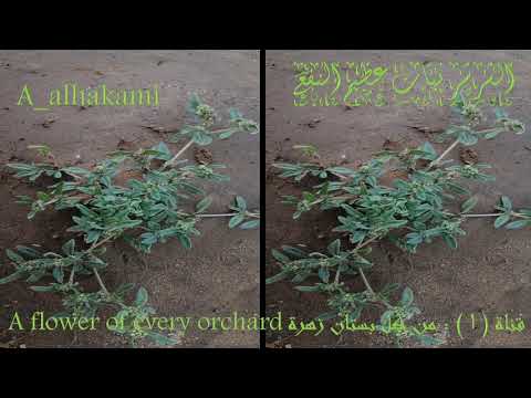 518- عشبة🍀الشرشر🍀عظيمة النفع🍀لعلاج الفشل الكلوي🍀والعقم عند الرجال ...