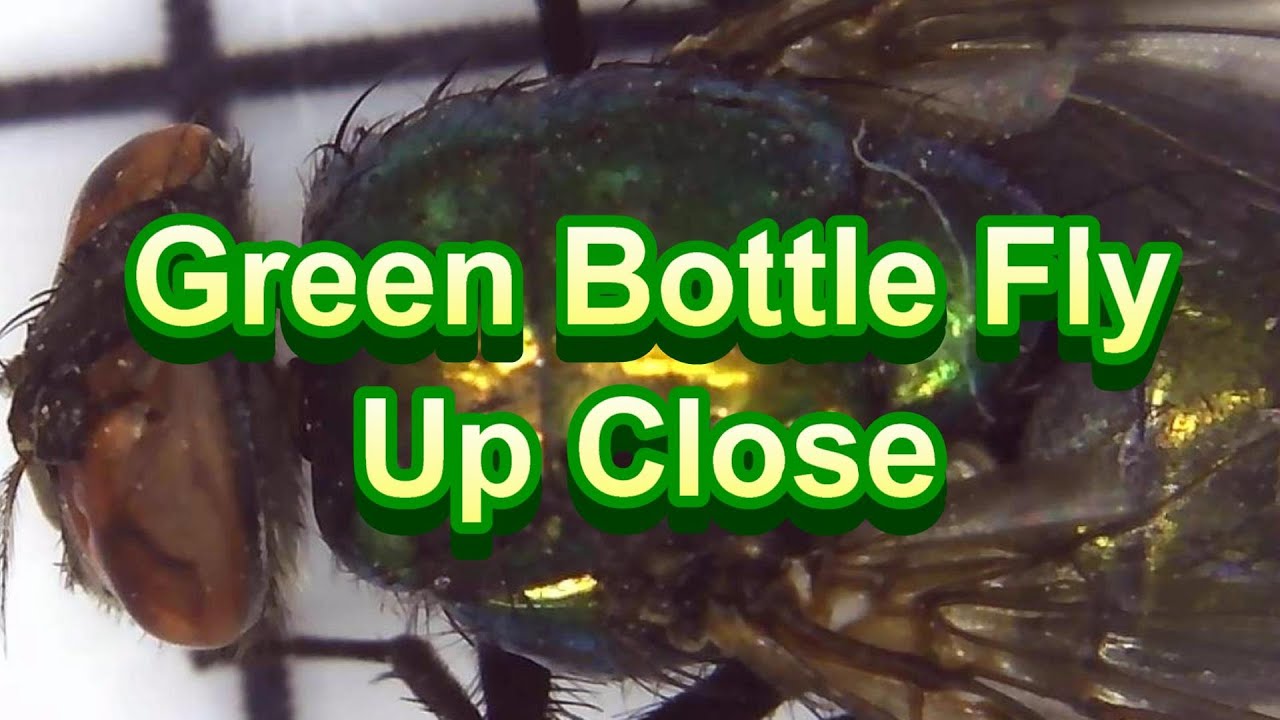 Common Green Bottle Fly Close Up Microscope Video HD 1080P Green ...
