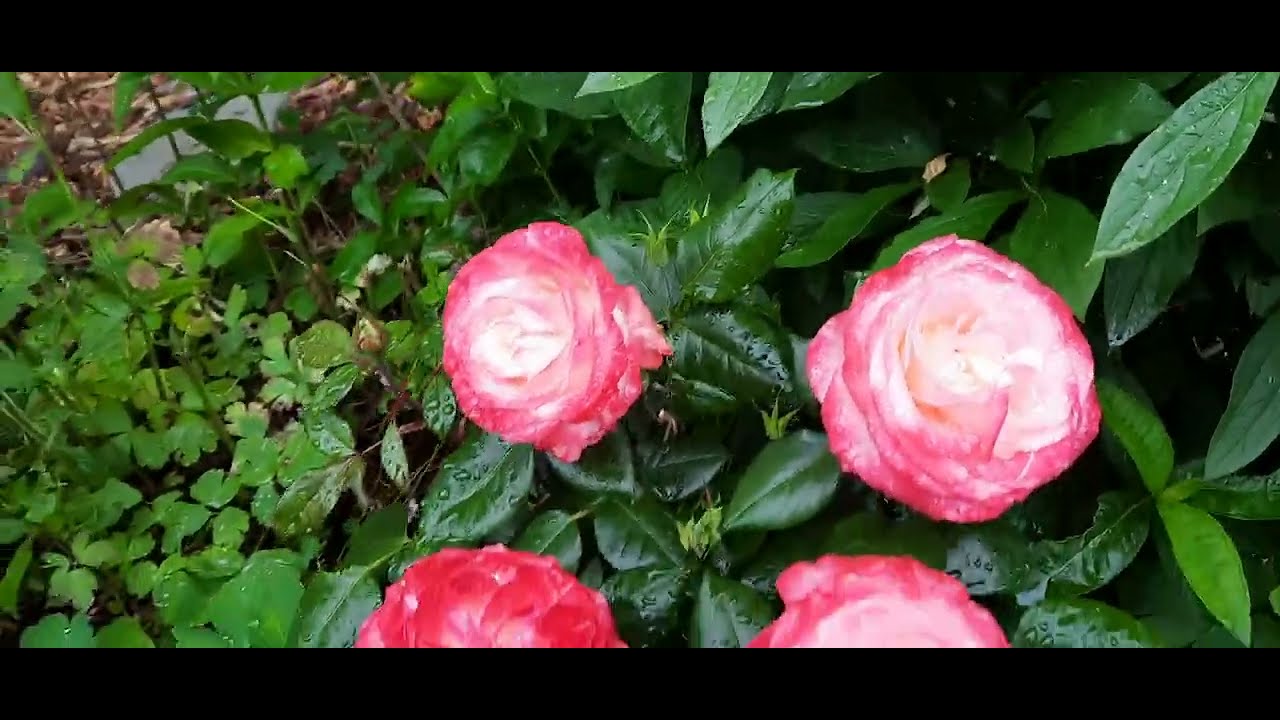 Knockout Roses In My Garden - YouTube