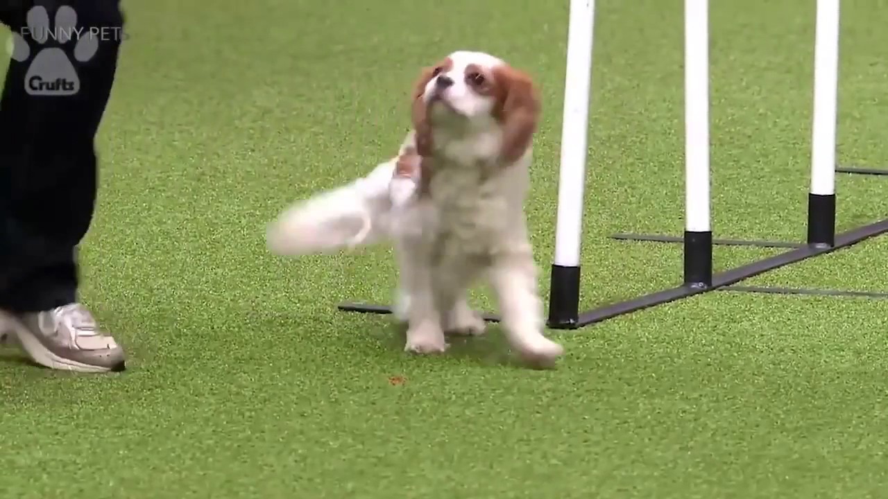 Dogs Who Fail At Being Dogs 😂 Funny Dogs Compilation Funny Pets ...