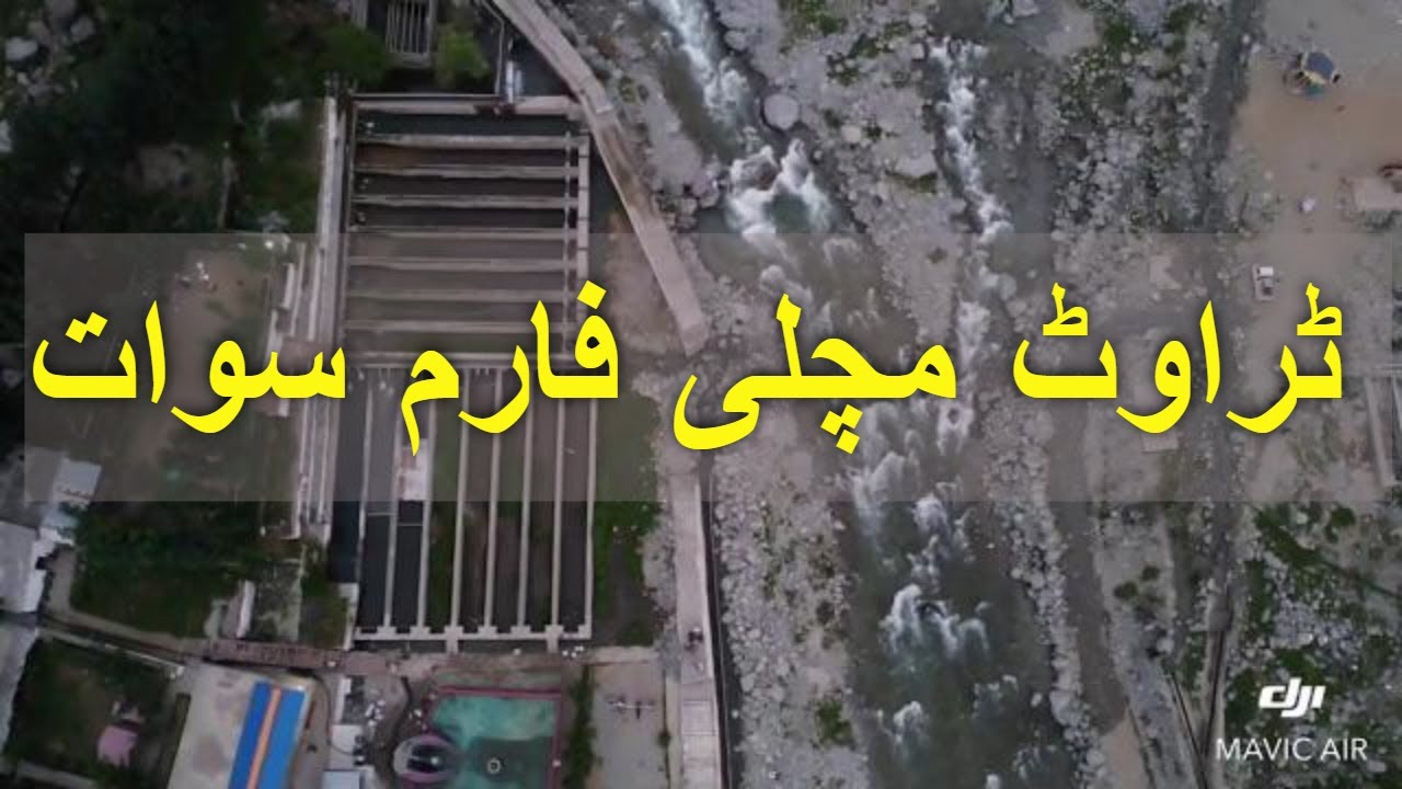Madyan cheel swat | Trout fish farming in Swat Valley| Madyan Swat ...