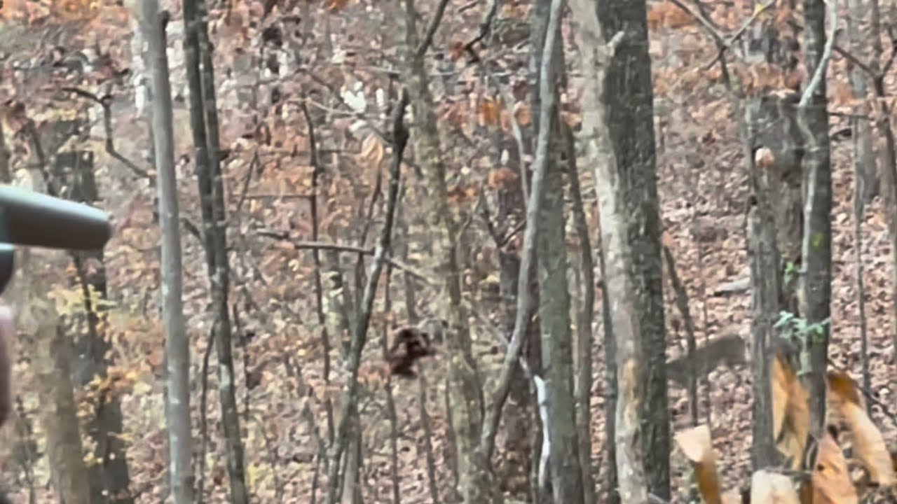 November Georgia deer hunt. Rut action - YouTube