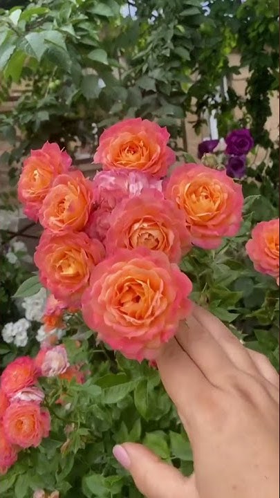 Флорибунда Бриоза, Rosa Briosa ,Барни ,Италия,1990год.#розабриоза # ...