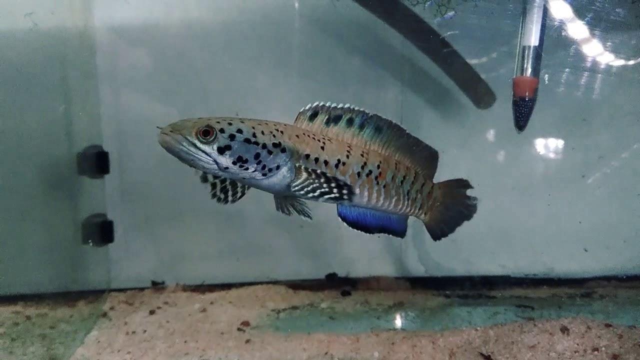 Channa ornatipinnis - YouTube