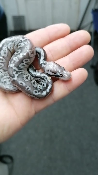 Crazy ball python hatchling! #python #snake #viral #trending #animals # ...