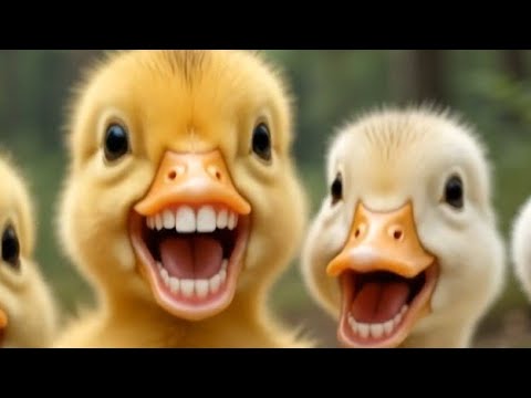 Chicken Song | Gıdak Vak Vak | Bebekler Oynuyor | Çocuk Şarkısı