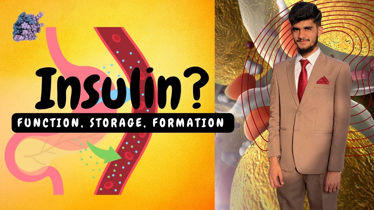Role of Insulin in Human Body | Action of Insulin |Synthesis, Storage ...