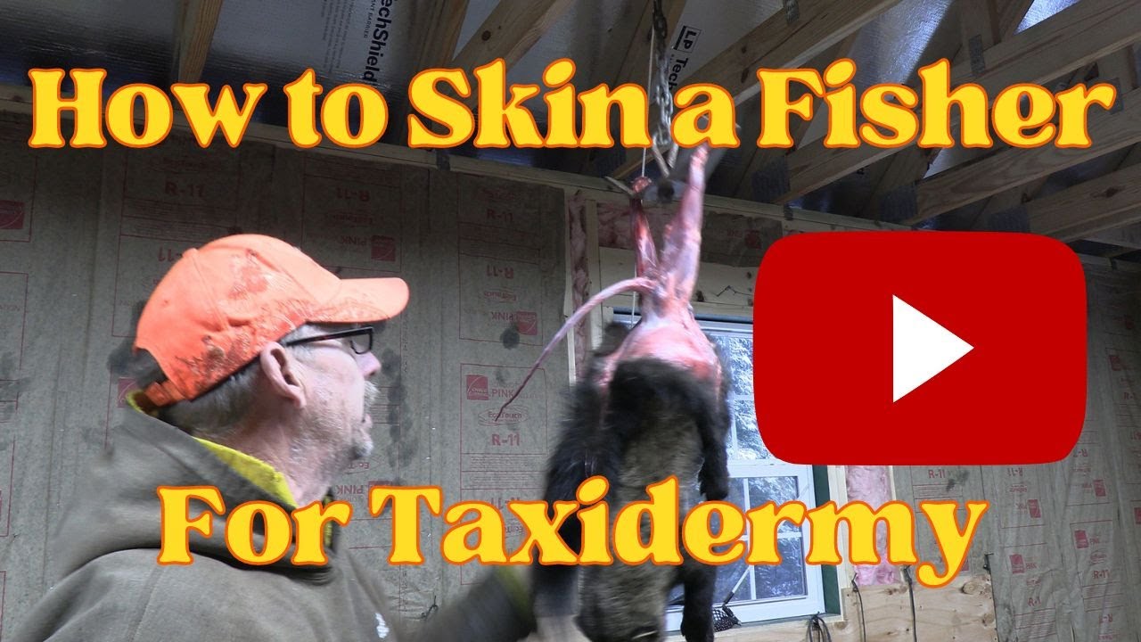 How to Skin a Fisher for Taxidermy - YouTube
