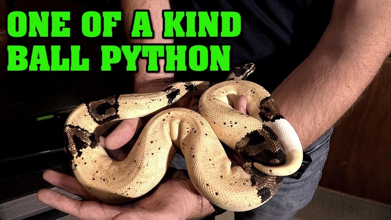 Crazy paradox ball python!! Wildest looking snake since Skittles! - YouTube