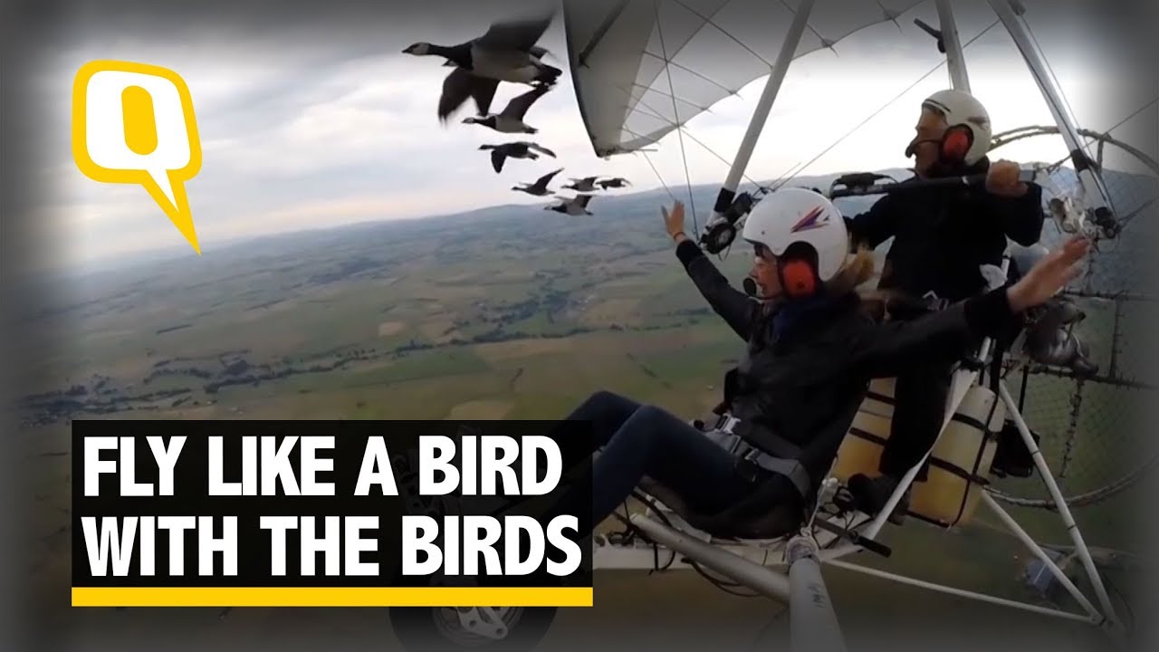 This Man Is Flying With Migratory Birds to Guide Them | The Quint - YouTube