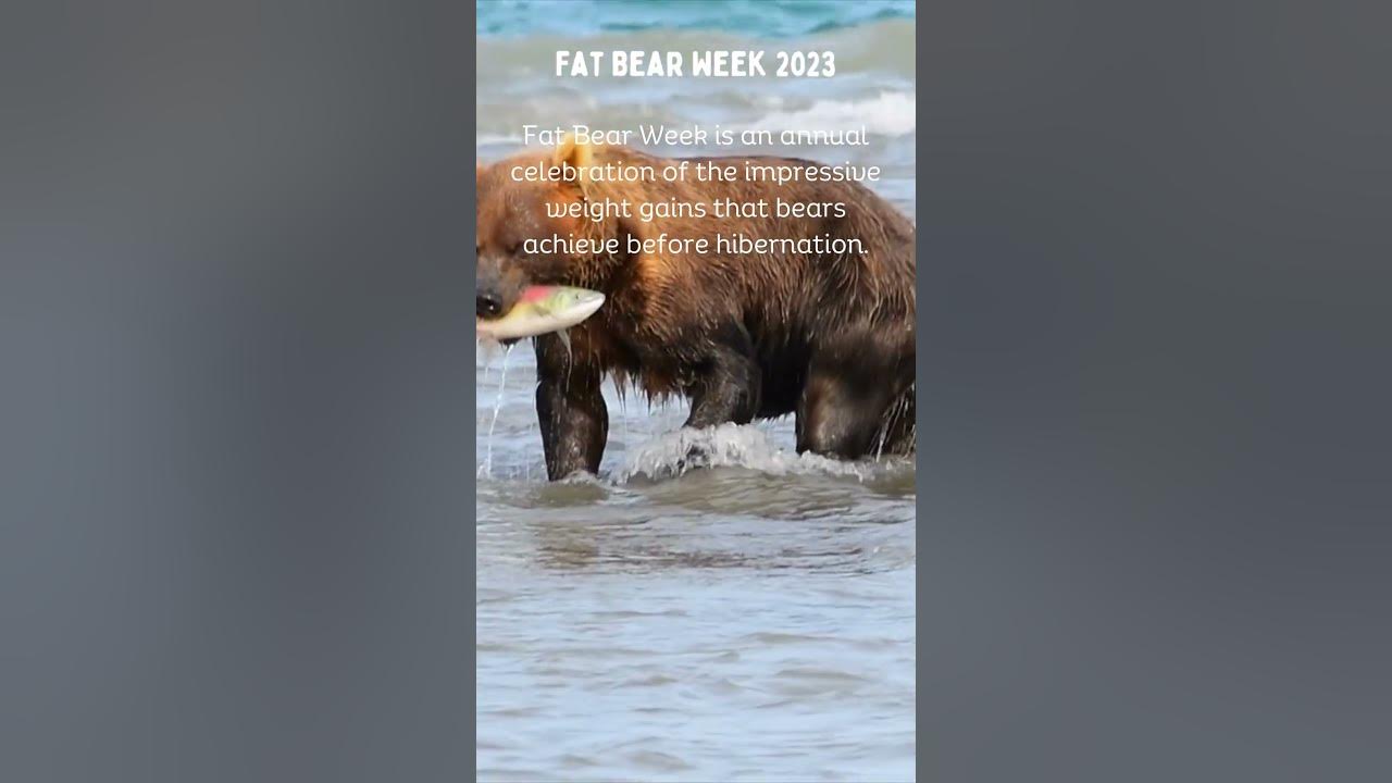 "Fat Bear Week 2023: Bear Feast Extravaganza 🐻🍽️" #FatBearWeek - YouTube