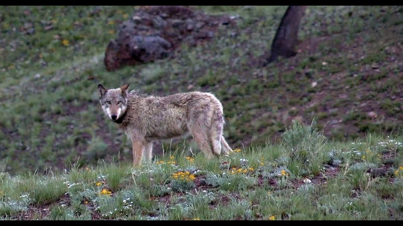 "The Return of the Gray Wolf" - YouTube