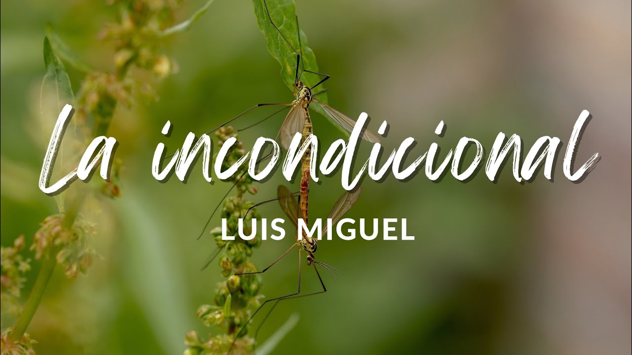 Luis Miguel - "La Incondicional" (Lyrics) - YouTube