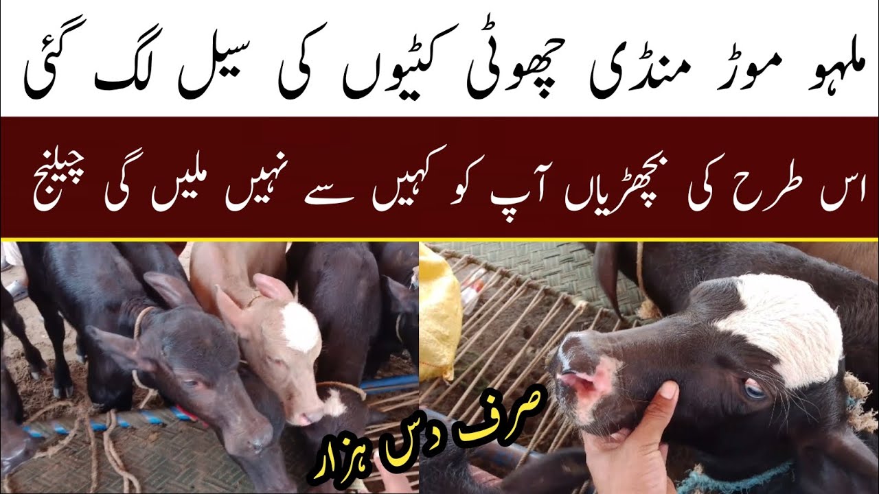 Cow Baby Calf Price In Punjab | Malumor Mandi Jhang | Fateh Jangi Calf ...