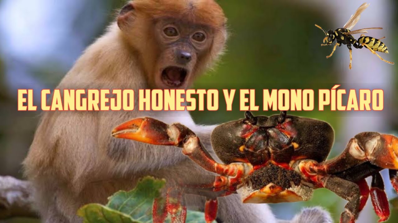 EL CANGREJO HONESTO Y EL MONO PÍCARO - YouTube