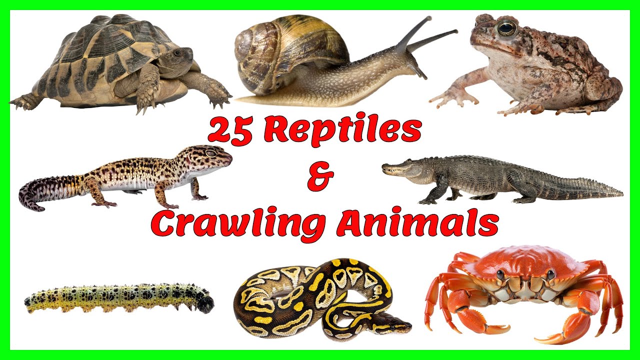 Reptiles and Crawling Animals for Kids | Learn 25 Reptiles and Crawling ...